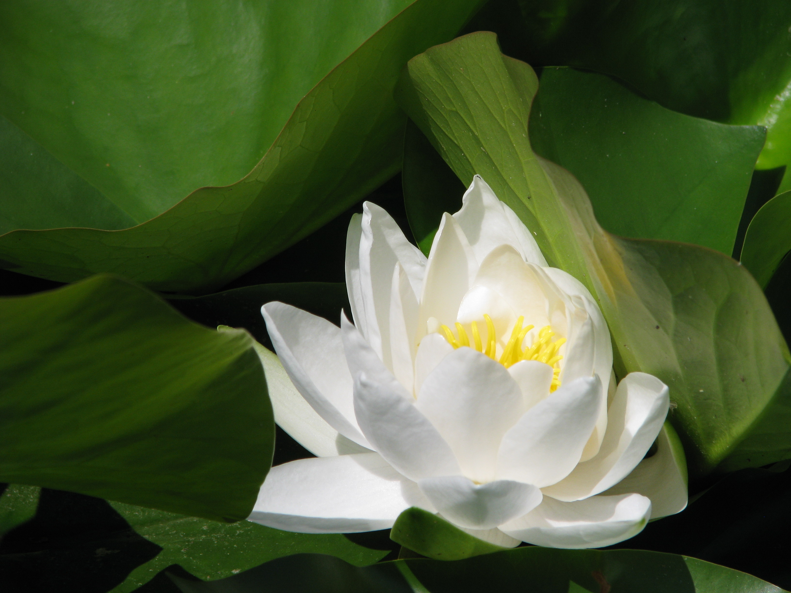 Gardens of Sweden – Carl Linnaeus – Garden Graces